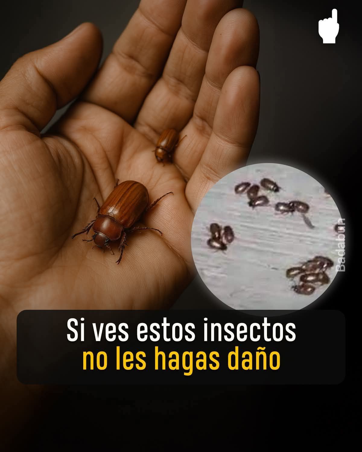Sabias que los Cuclines ayudan a la tierra